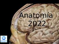 Base de cráneo, un recopilado de clases. Craneo, endocraneo, exocraneo ...