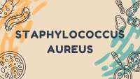 Staphylococcus_aureus. | Esquemas y mapas conceptuales de Microbiología | Docsity