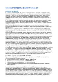 Colonna vertebrale e gabbia toracica | Appunti di Anatomia | Docsity