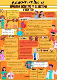 Relación entre el aparato digestivo y el sistema excretor | Apuntes de ...