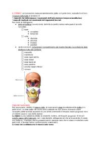 IL CRANIO, CAVITA' ORBITARIA E CAVITA' NASALI | Appunti di Anatomia ...