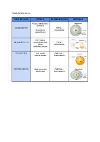 Embriogênese - tipos de ovos e segmentação | Esquemas Biologia | Docsity