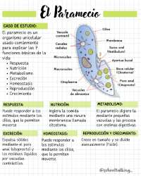 El paramecio, información básica | Apuntes de Química | Docsity