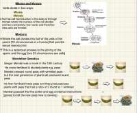Notes on Mitosis and meiosis | Study notes Nursing | Docsity