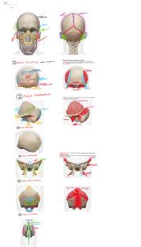 Anatomia del neurocranio | Schemi e mappe concettuali di Anatomia | Docsity