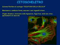 Citoscheletro istologia | Slide di Istologia | Docsity