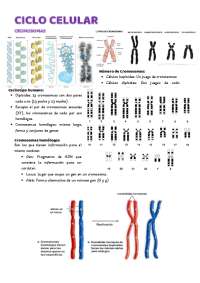 Ciclo Celular-BIOLOGIA CELULAR Y MOLECULAR | Esquemas y mapas conceptuales de Biología Celular y ...