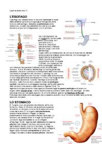 Esofago, stomaco e apparato tegumentario anatomia | Schemi e mappe ...