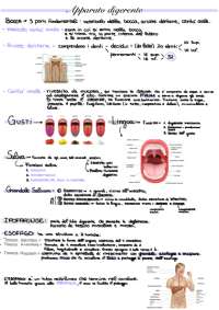 Apparato digerente: Bocca, ipofaringe, esofago, stomaco, intestino ...