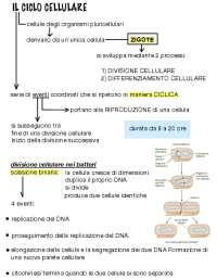 _IL CICLO CELLULARE_ | Schemi e mappe concettuali di Biologia | Docsity
