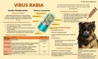 Rabia Infografía Enfermedad aguda infecciosa viral del sistema nervioso ...