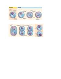 La interfase y mitosis esquematizado | Esquemas y mapas conceptuales de Biología | Docsity