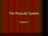 The Muscular System | Exams Anatomy | Docsity